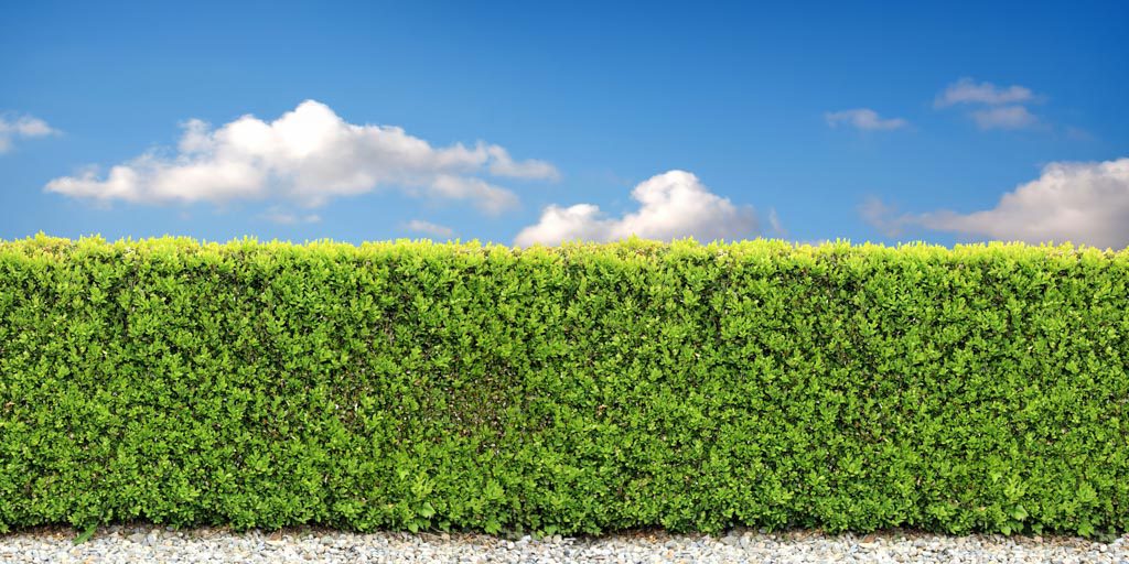 Growing Your Hedge: The Key to Your Wealth Platform